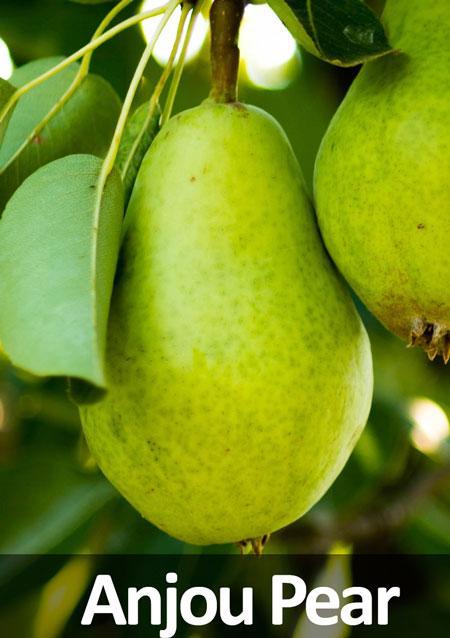 3-in-1 Pear Tree – fast-growing-trees2s.com