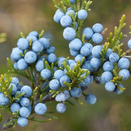 Eastern Red Cedar Tree – fast-growing-trees2s.com