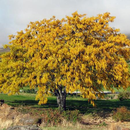 Shademaster Honeylocust Tree – fast-growing-trees2s.com